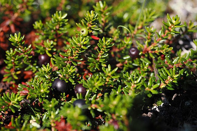 Wild Crowberry: A Forager's Guide