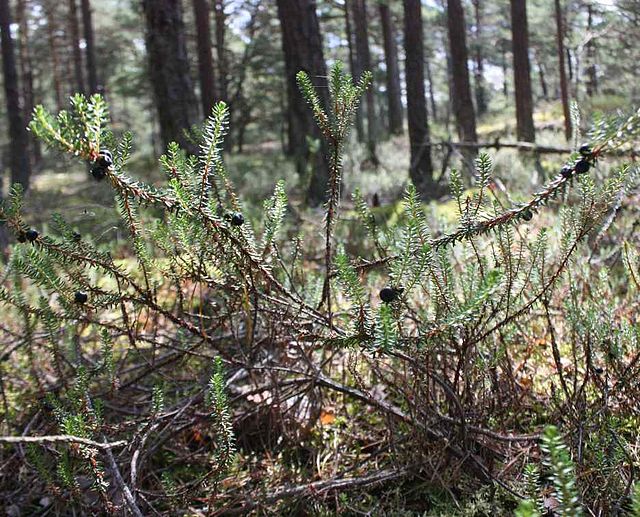 Wild Crowberry: A Forager's Guide