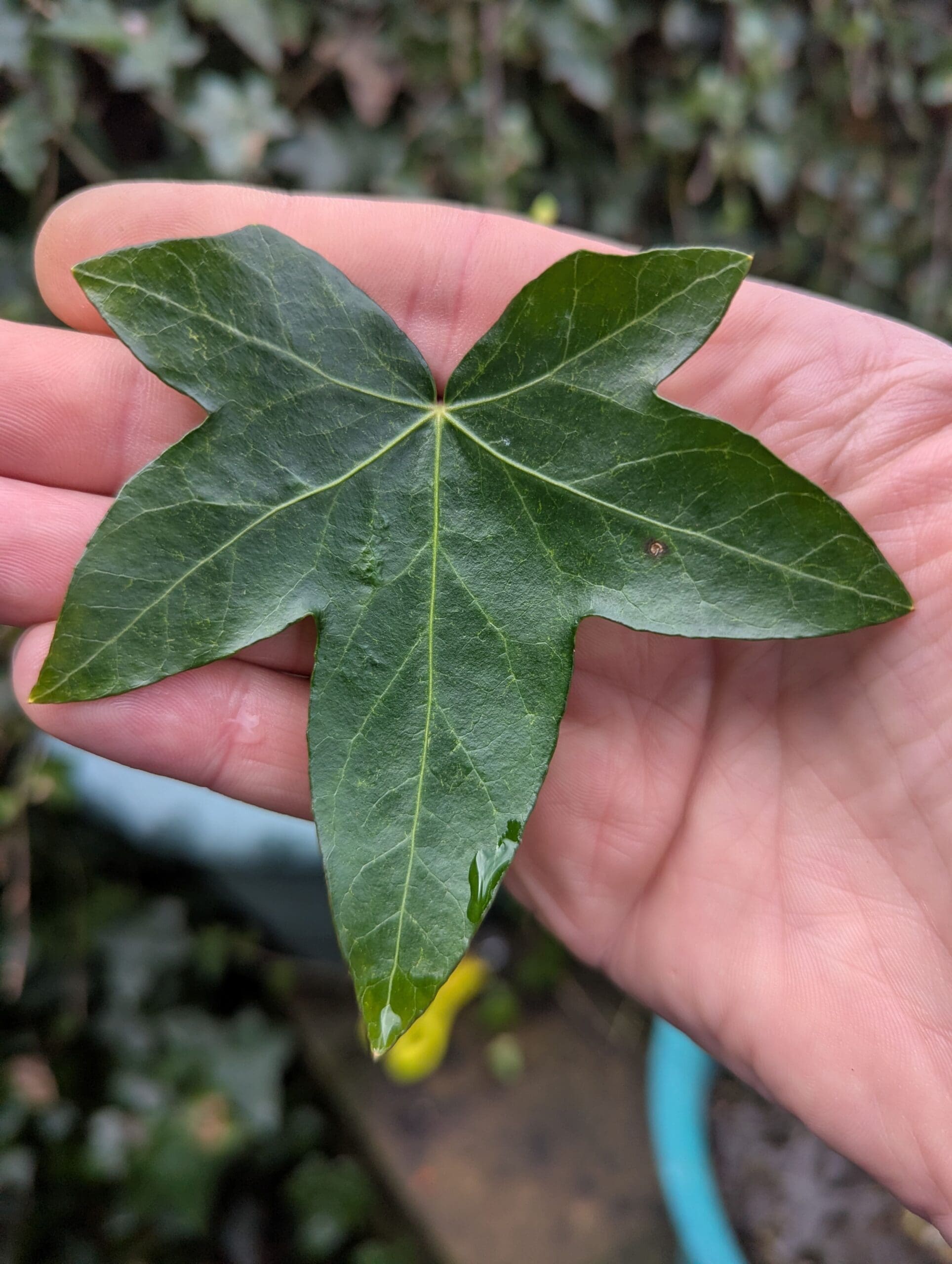 Common Ivy (Hedera Helix) Identification