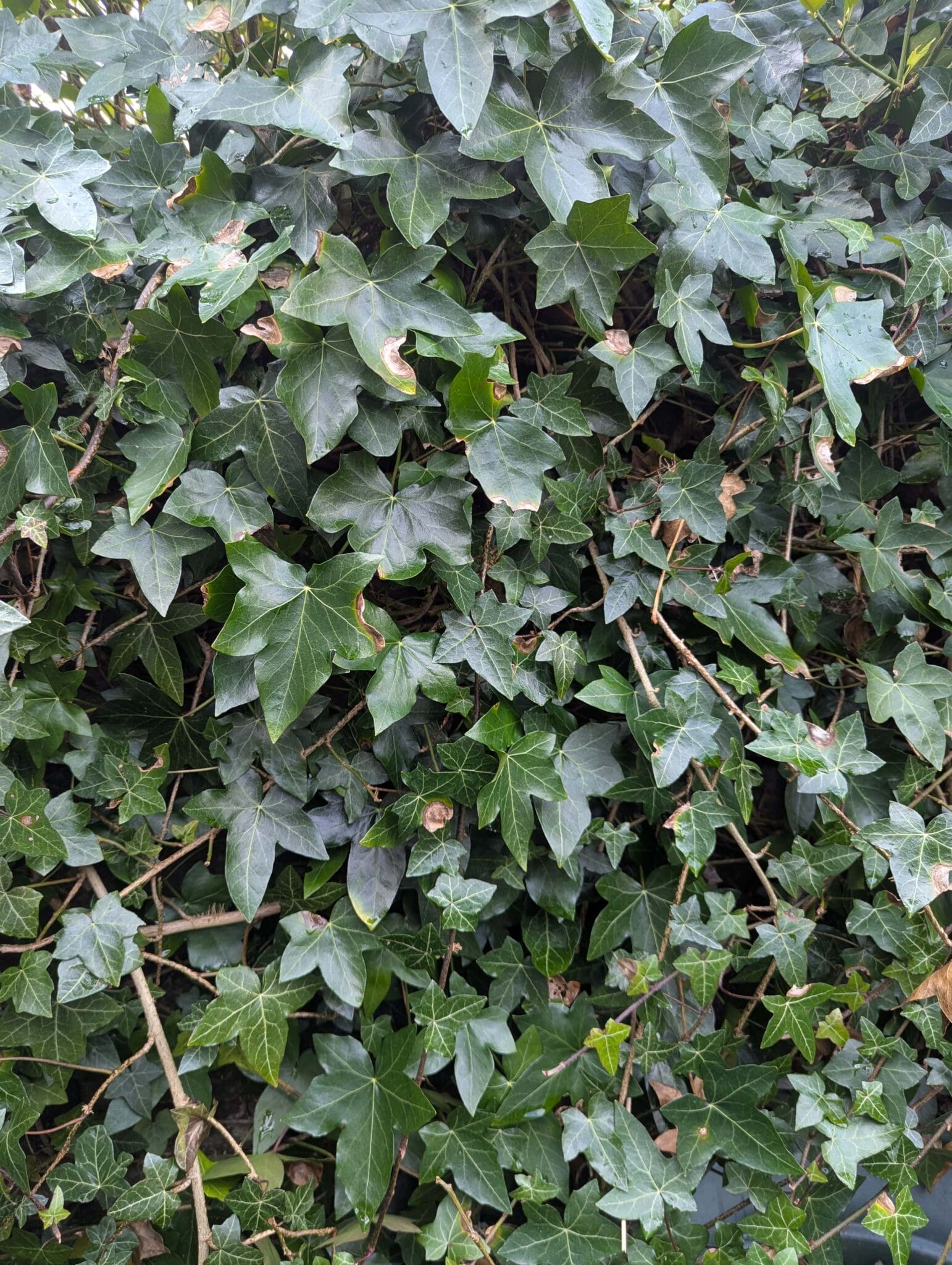Common Ivy (Hedera Helix) Identification