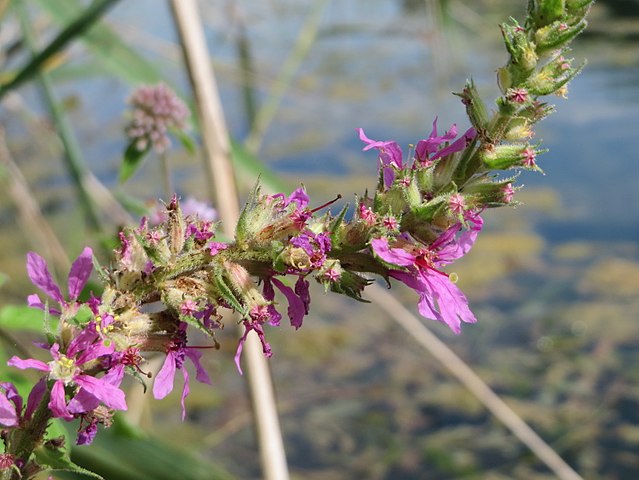 Purple Loosestrife (Lythrum salicaria) Identification & Uses