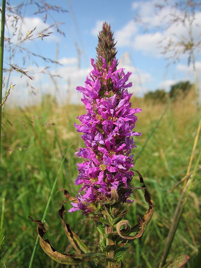 Purple Loosestrife (Lythrum salicaria) Identification & Uses