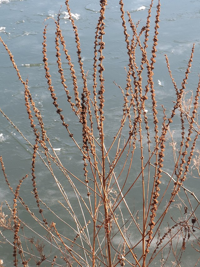 Purple Loosestrife (Lythrum salicaria) Identification & Uses