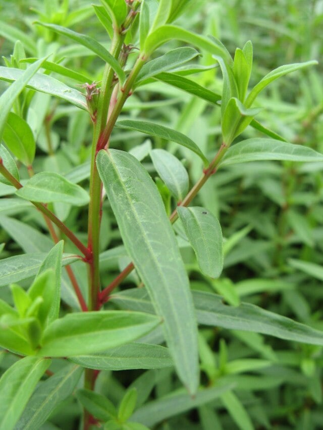 Purple Loosestrife (Lythrum salicaria) Identification & Uses