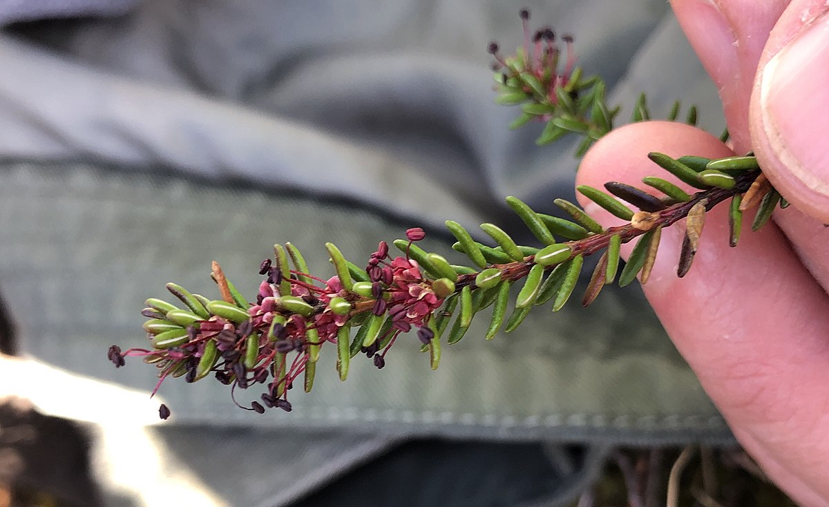 Wild Crowberry: A Forager's Guide