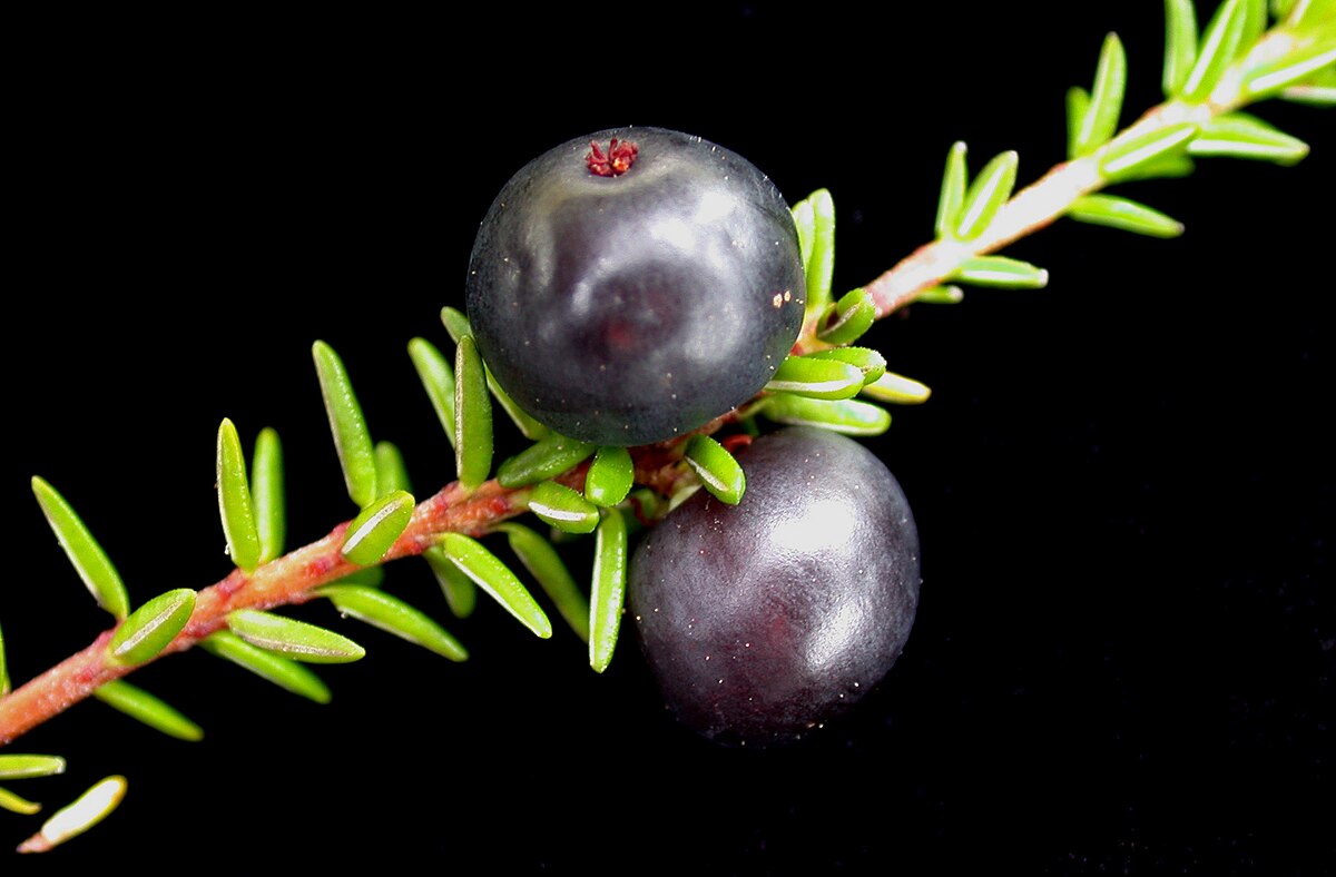 Wild Crowberry: A Forager's Guide