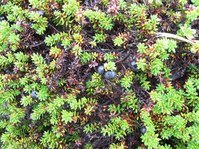 Wild Crowberry: A Forager's Guide
