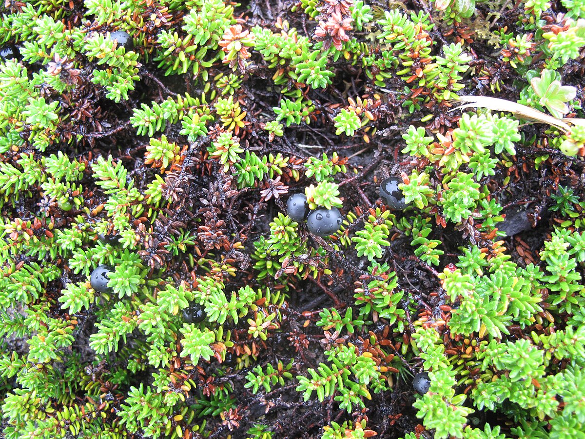 Wild Crowberry: A Forager's Guide