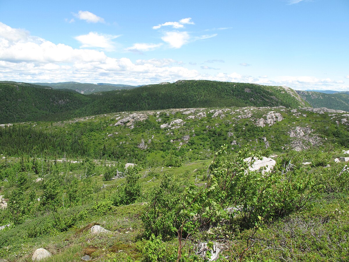 Wild Crowberry: A Forager's Guide