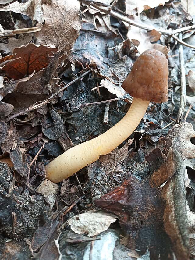 Foraging for Morels: no1 Brilliant Spring Mushroom to Forage