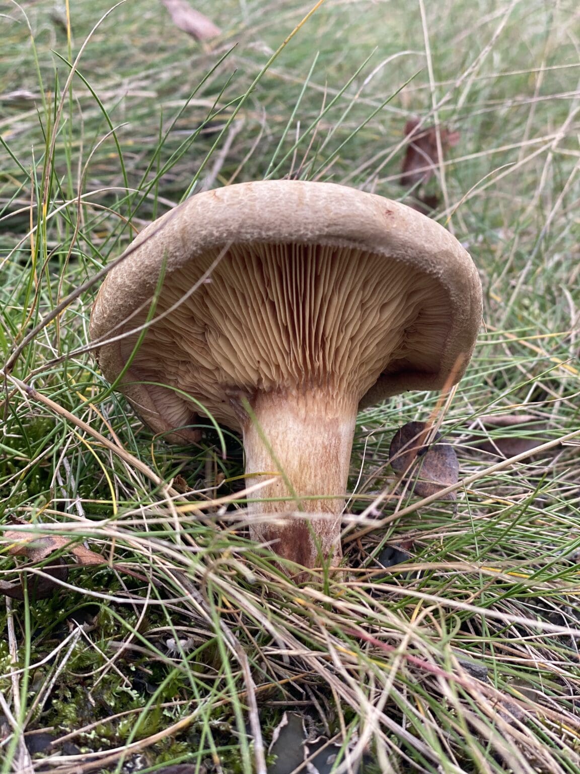 Top 20 Poisonous Mushrooms in the UK to Avoid