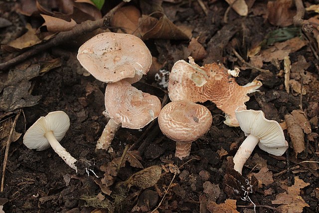 Top 20 Poisonous Mushrooms in the UK to Avoid