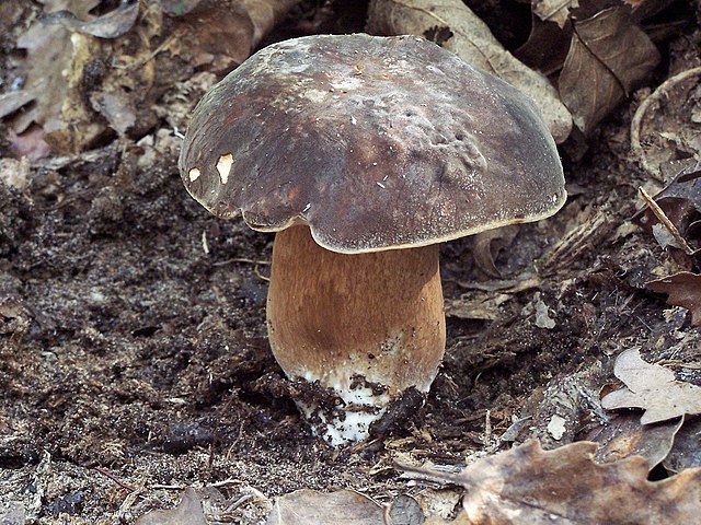 Bronze bolete (Boletus aereus) Identification