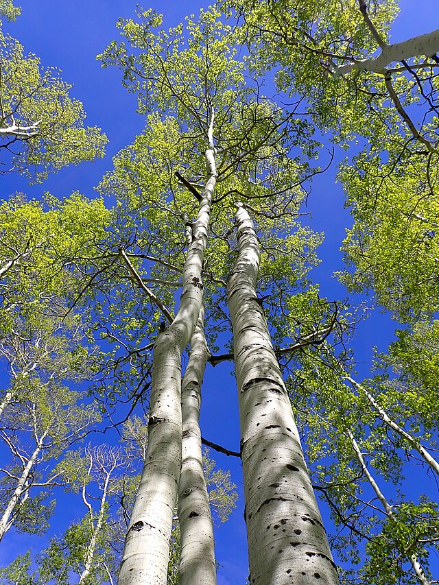Quaking Aspen (Populus Tremuloides) Identification Guide