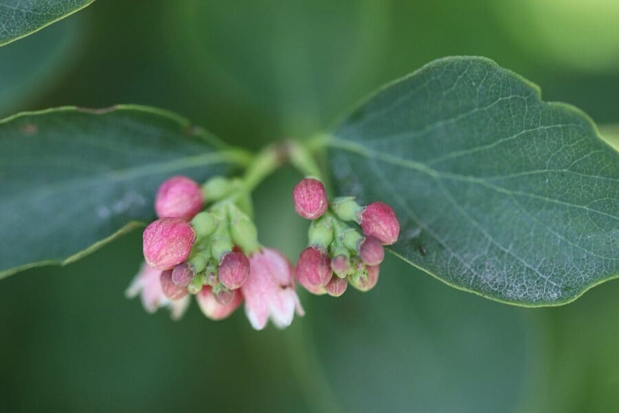 Snowberry (Symphoricarpos albus) Identification
