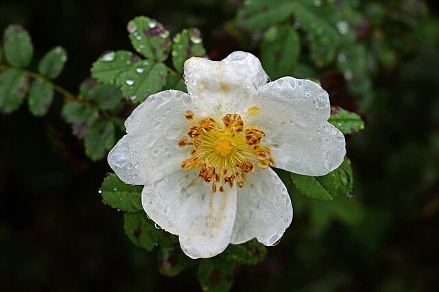 Burnet Rose (Rosa spinosissima) Identification