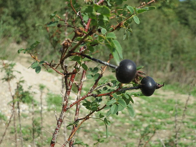 Burnet Rose (Rosa spinosissima) Identification
