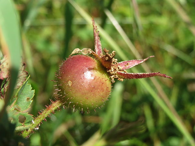 Burnet Rose (Rosa spinosissima) Identification