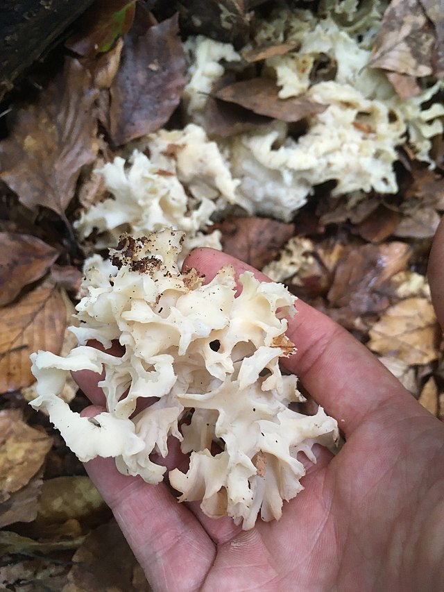 Cauliflower fungus (Sparissis crispa) Identification