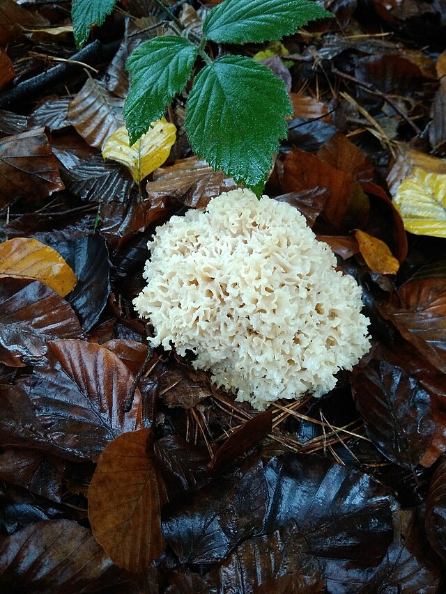 Cauliflower fungus (Sparissis crispa) Identification