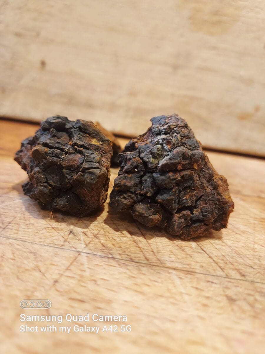 Chaga (Inonotus obliquus) Identification