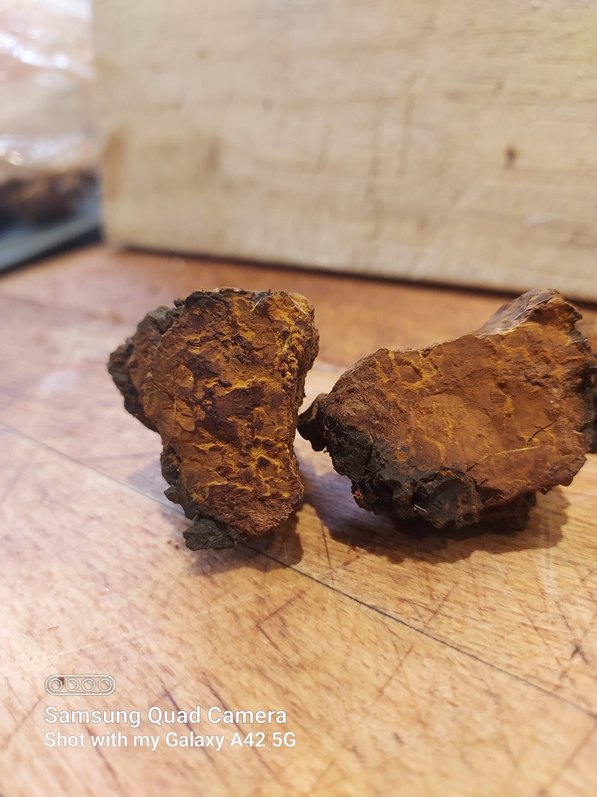 Chaga (Inonotus obliquus) Identification