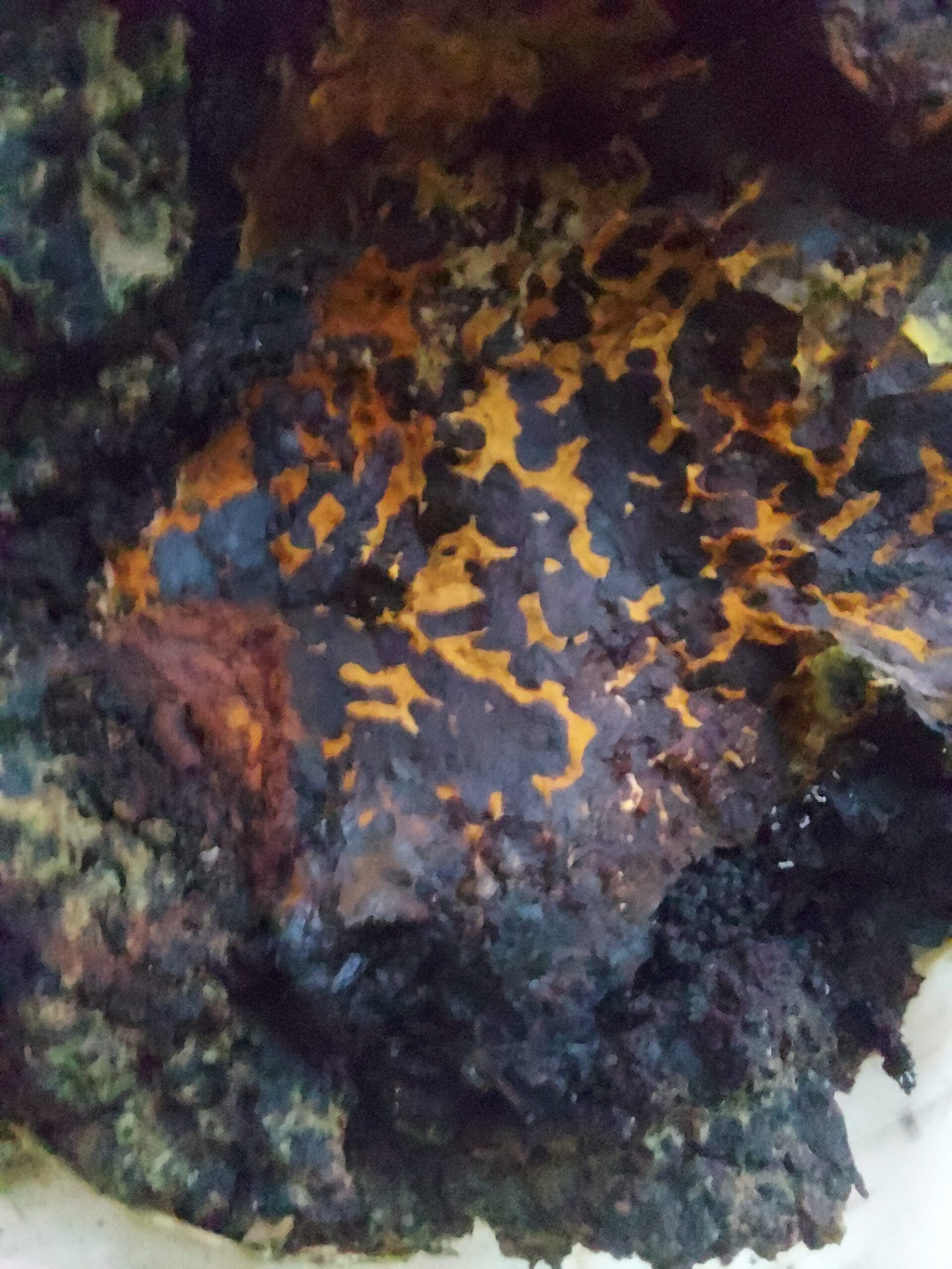 Chaga (Inonotus obliquus) Identification
