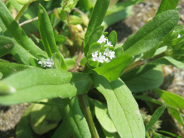 Corn Salad (Valeriana locusta) Identification