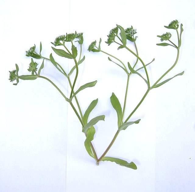 Corn Salad (Valeriana locusta) Identification