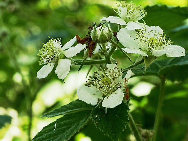 Dewberry (Rubus caesius) Identification