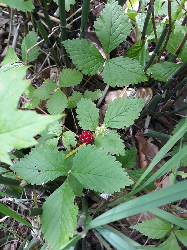 Dewberry (Rubus caesius) Identification