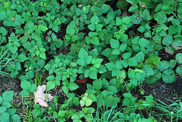Dewberry (Rubus caesius) Identification