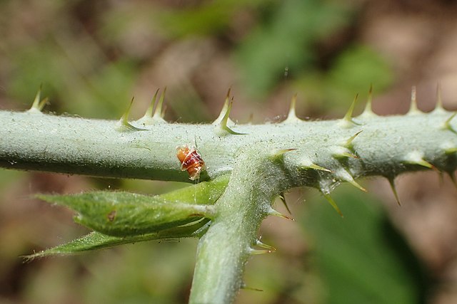 Dewberry (Rubus caesius) Identification