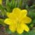 Evening Primrose (Oenothera biennis) Identification