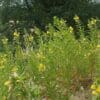Evening Primrose (Oenothera biennis) Identification