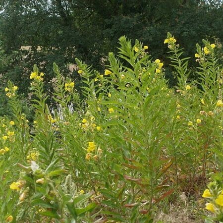 Evening Primrose (Oenothera biennis) Identification