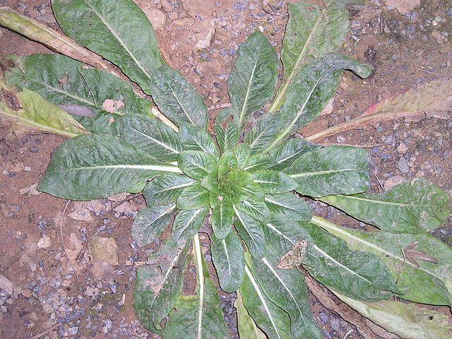 Evening Primrose (Oenothera biennis) Identification