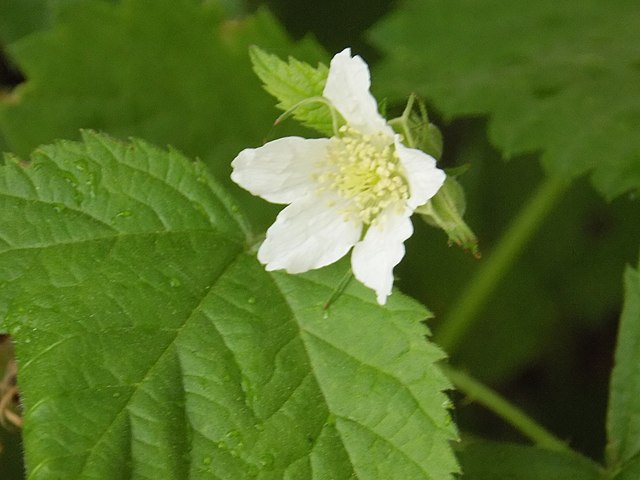 Dewberry (Rubus caesius) Identification