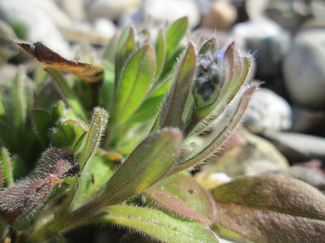 Forget-me-not (Myosotis arvensis) Identification