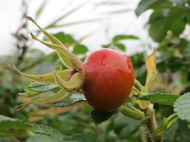 Japanese rose (Rosa rugosa) Identification