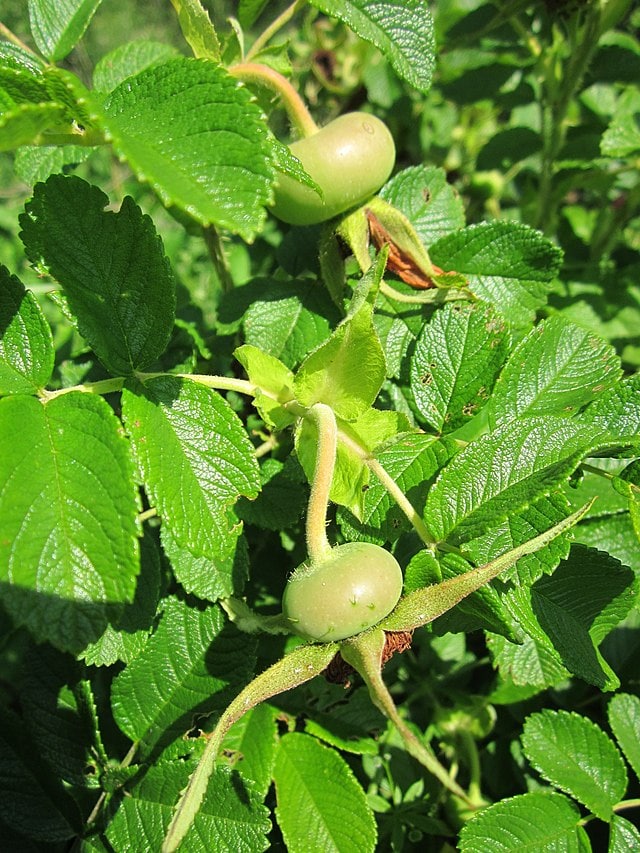 Japanese rose (Rosa rugosa) Identification