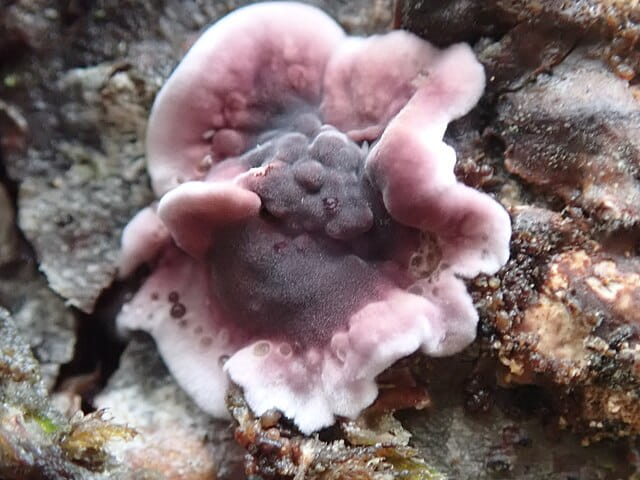Silver leaf fungus (Chondrostereum purpureum) Identification