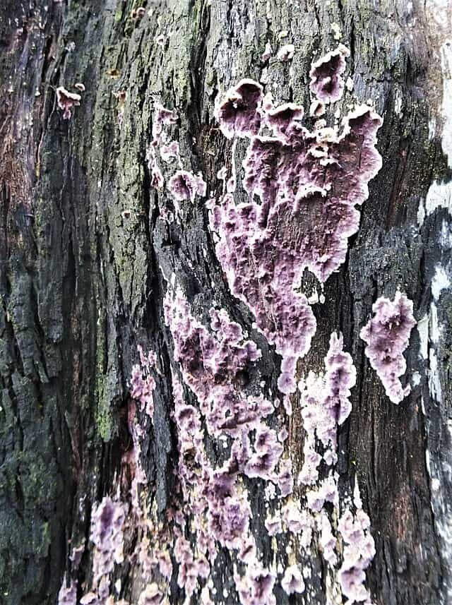 Silver leaf fungus (Chondrostereum purpureum) Identification