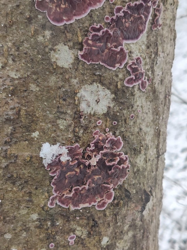 Silver leaf fungus (Chondrostereum purpureum) Identification