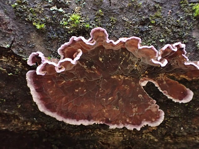 Silver leaf fungus (Chondrostereum purpureum) Identification