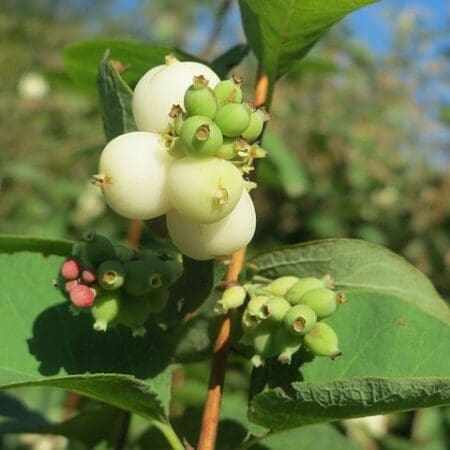 Snowberry (Symphoricarpos albus) Identification