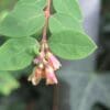 Snowberry (Symphoricarpos albus) Identification