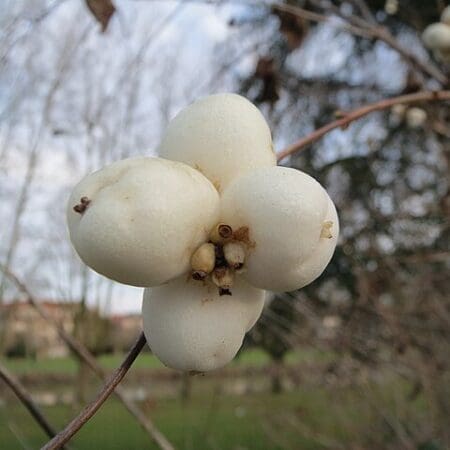 Snowberry (Symphoricarpos albus) Identification