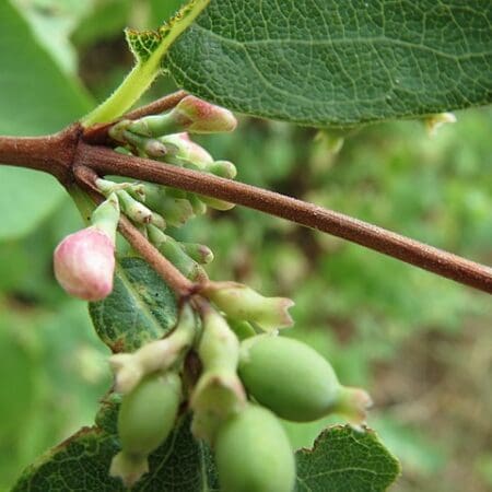 Snowberry (Symphoricarpos albus) Identification