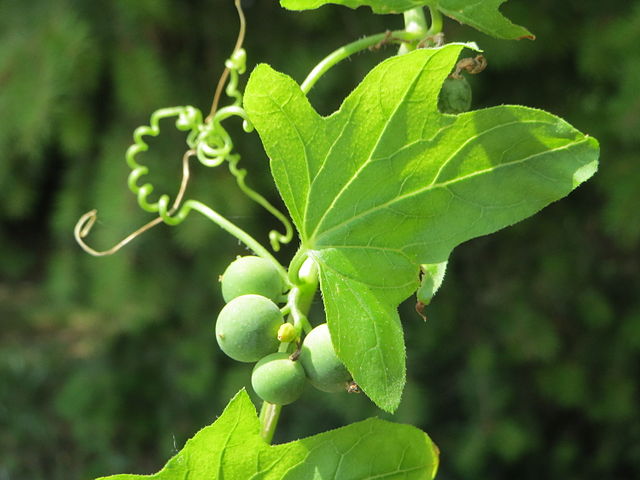 White Bryony (Bryonia dioica) Identification